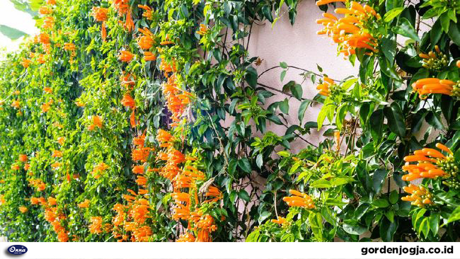 Tanaman Merambat, Solusi Rumah Indah dengan Nuansa Sejuk Alami